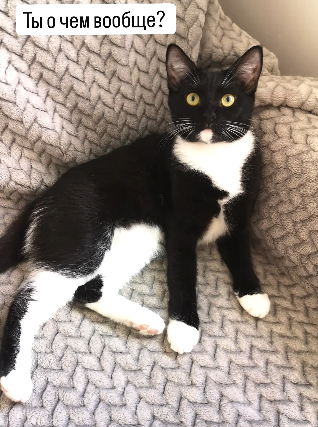 Москва. Мия ищет дом - 20.04.24 13:16 | Пикабу