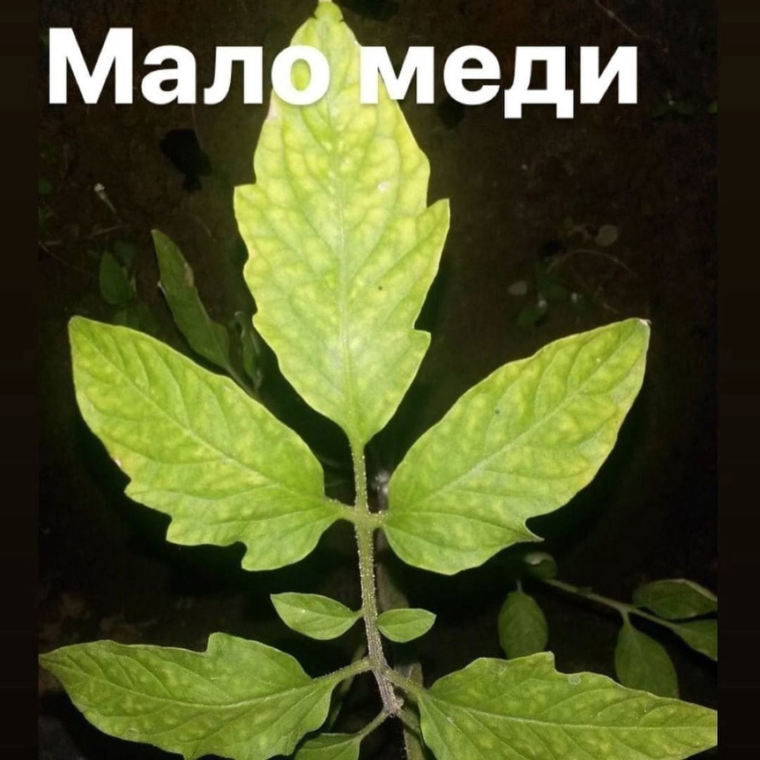 Определяем по листу чего не хватает томатам | Пикабу