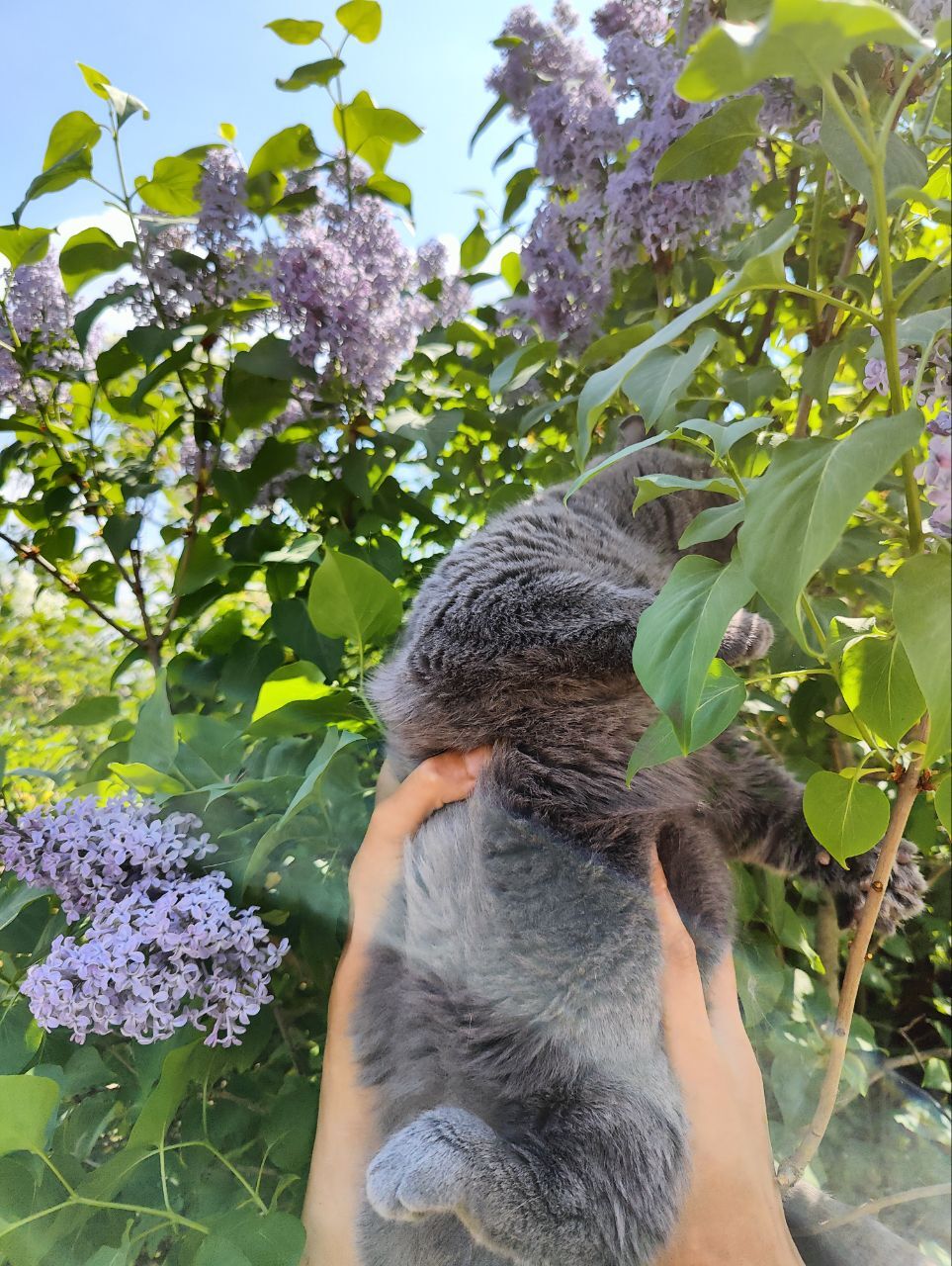 Тучка и сирень (и неудачные фото, их больше, чем удачных) - 28.05.24 19:00 | Пикабу