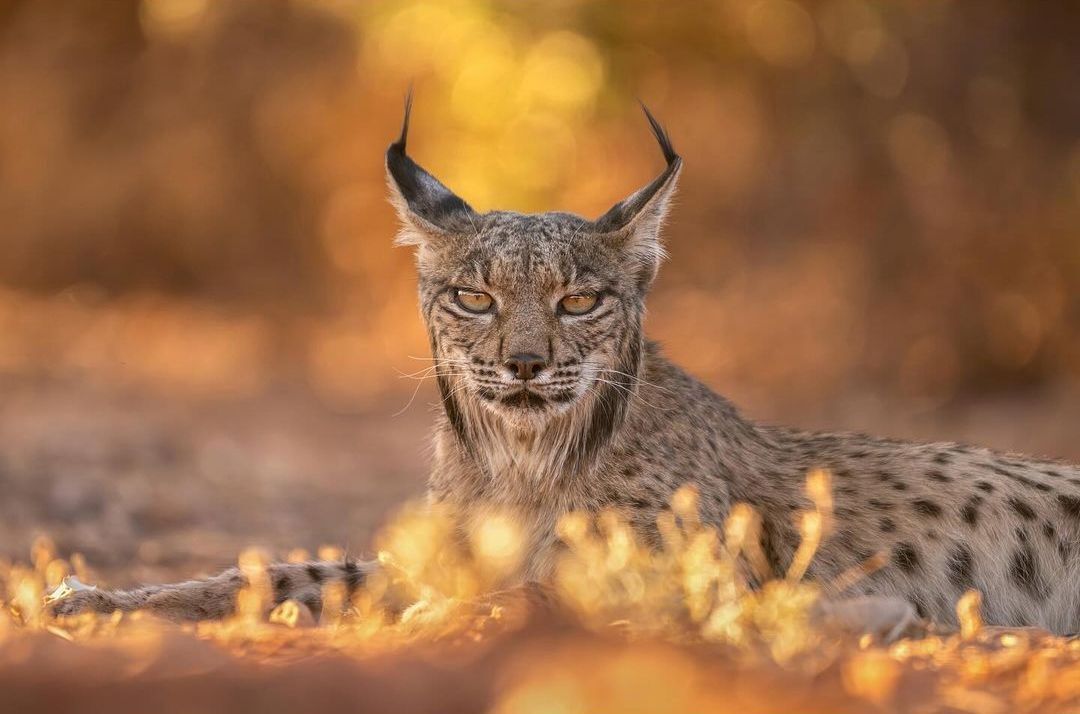 В золоте | Пикабу