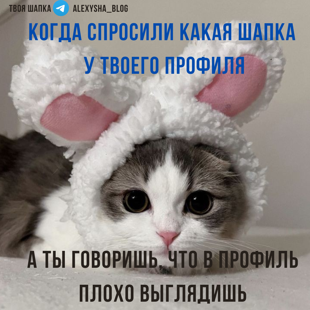 Мем с котиком | Пикабу